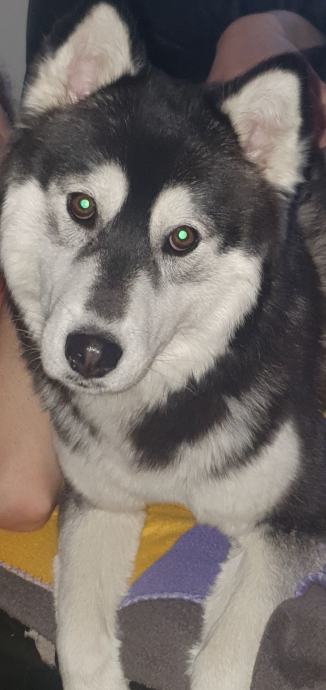 Haski ženka za parenje