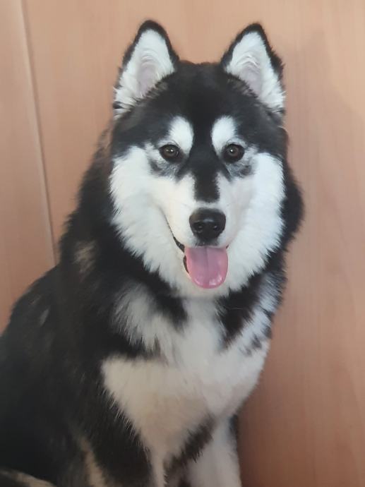 Haski ženka za parenje