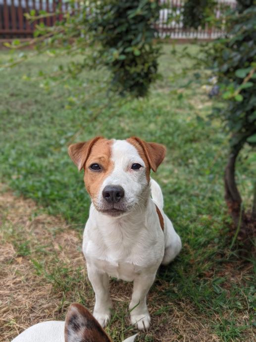 Jack Russell terijer