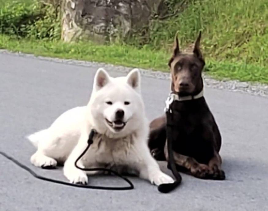 Japanska Akita Bijela