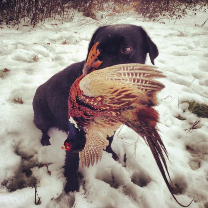 Labrador retriver lovački radni pas za parenje