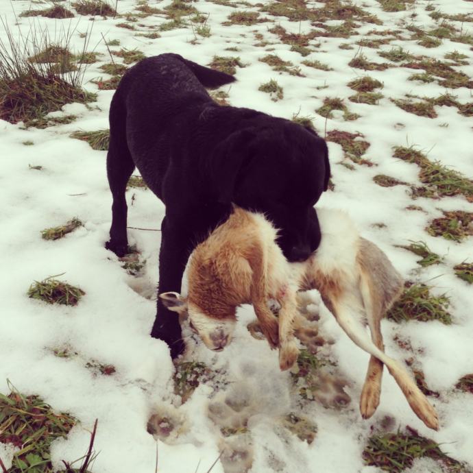 Labrador retriver lovački radni pas za parenje