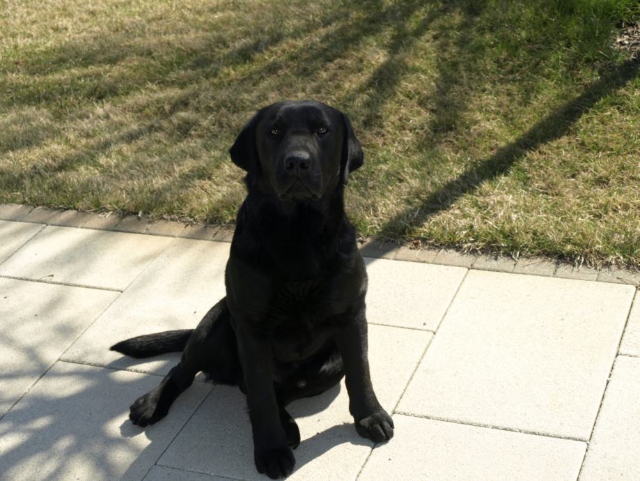 Labrador retriver lovački radni pas za parenje