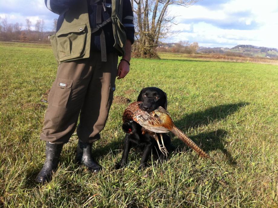 Labrador retriver lovački radni pas za parenje
