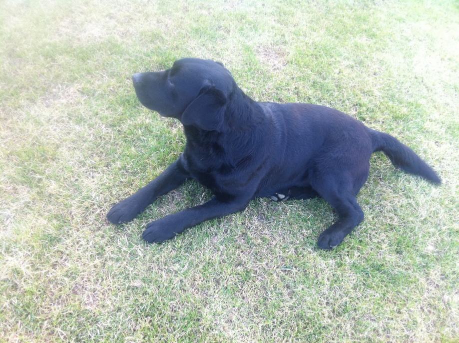 Labrador retriver lovački radni pas za parenje