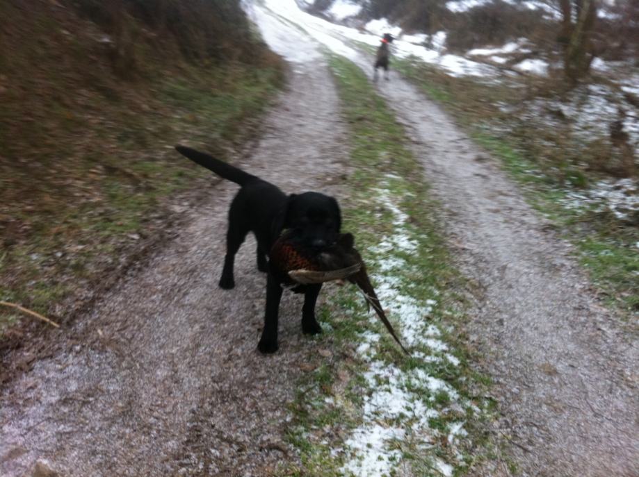 Labrador retriver lovački radni pas za parenje