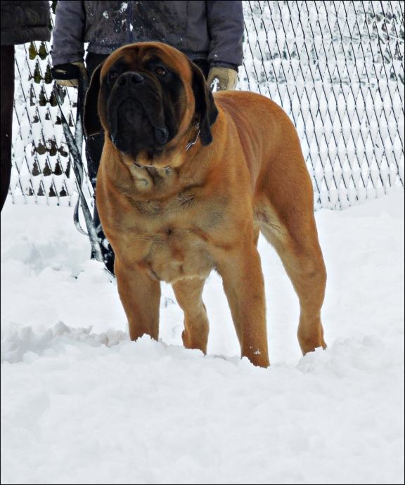 Engleski mastif / mastiff mužjak slobodan za parenje