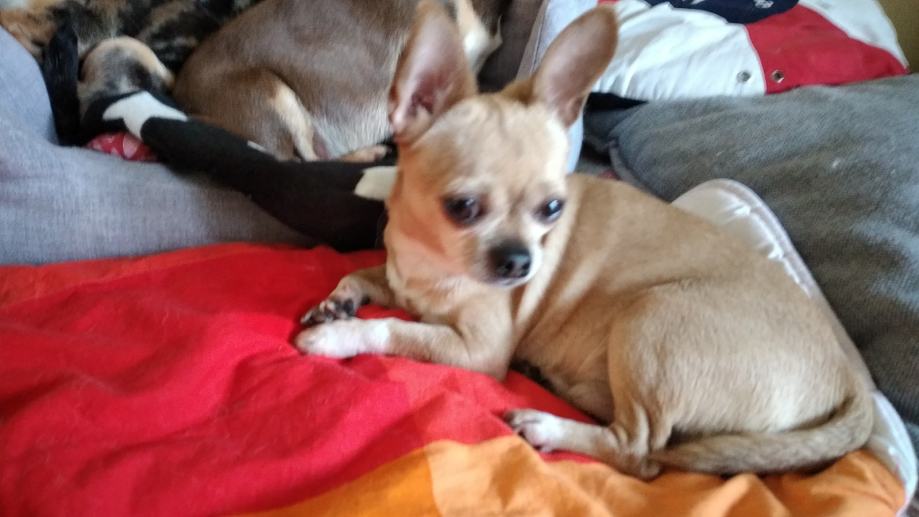 Mini chivava mužjak