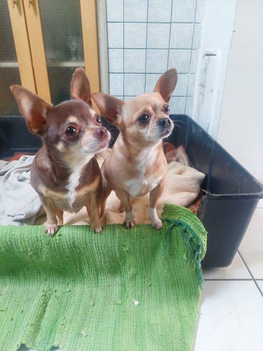 Mini chivava mužjak