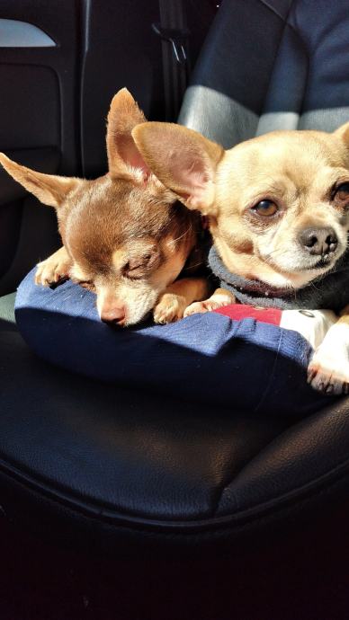 Mini chivava mužjak