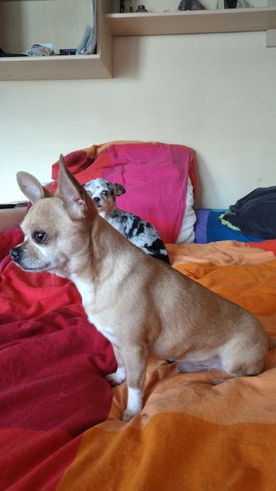 Mini chivava mužjak