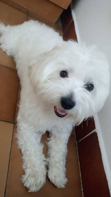 Mini maltezer parenje