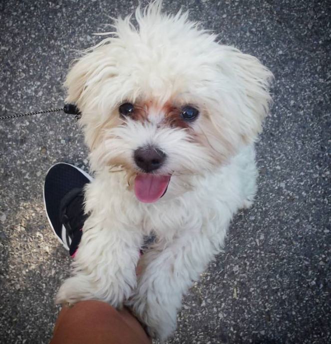 MINI Maltezer