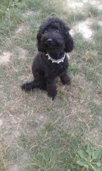 Mini pudla 5kg trazi curu u Splitu