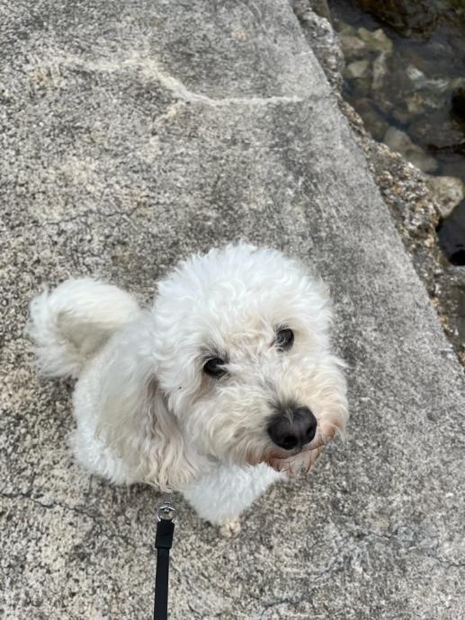 Mini pudla - mužjak za parenje