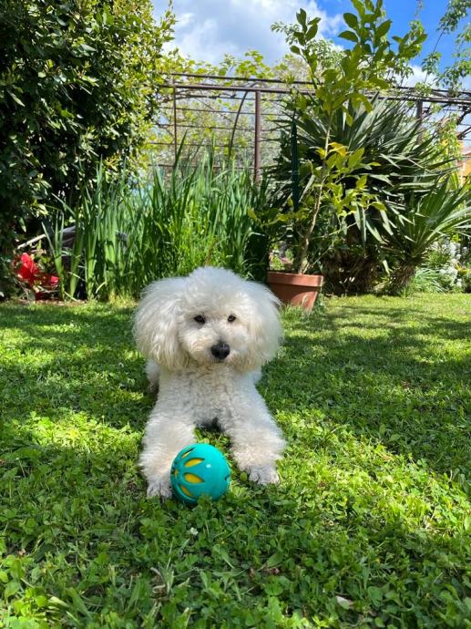 Mini pudla - mužjak za parenje