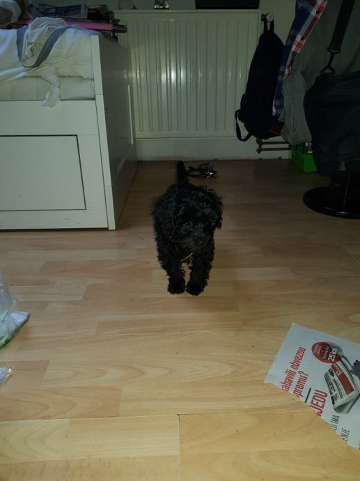 Štene Mini pudlice