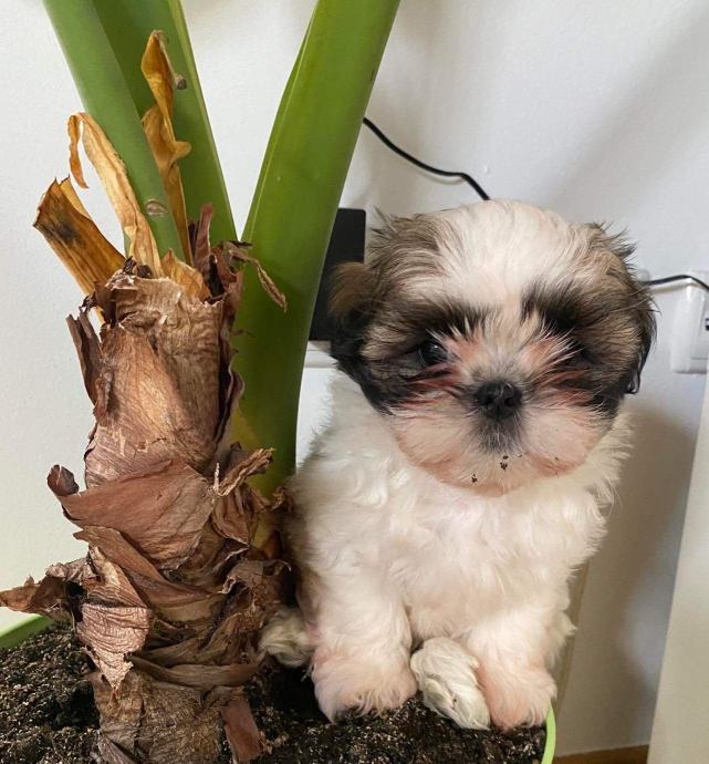 MINI SHIH TZU ZA PARENJE