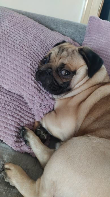 mops