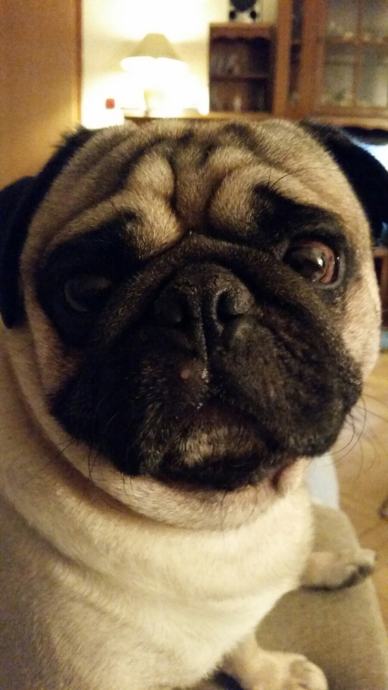 MOPS za parenje