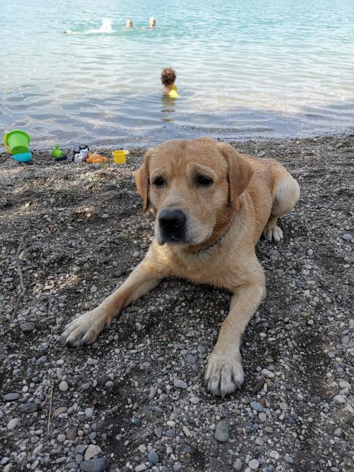 Muški labrador za parenje