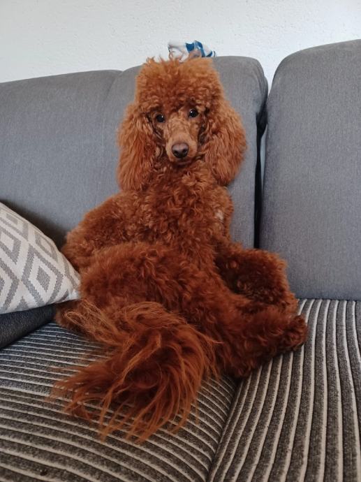 Mužjak crvene toy-mini pudle