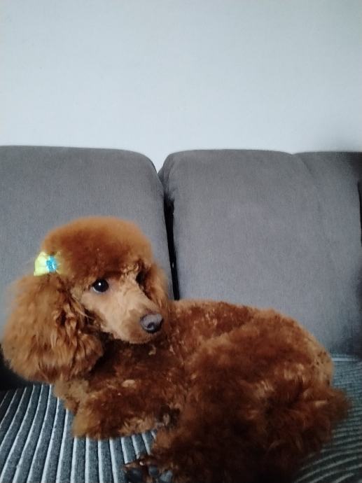 Mužjak crvene toy-mini pudle