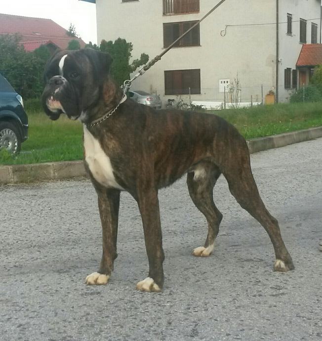 Njemacki bokser (boxer) slobodan za parenje