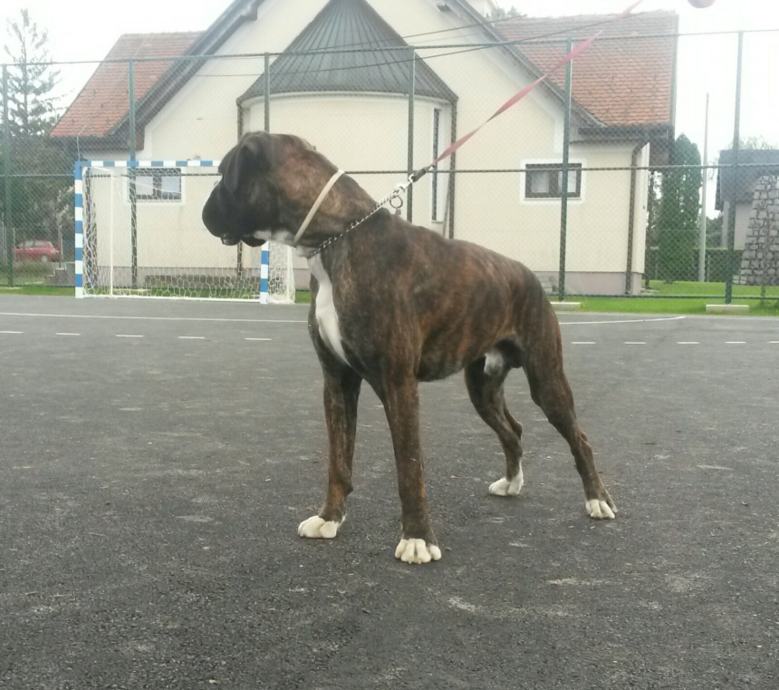 Njemacki bokser (boxer) slobodan za parenje