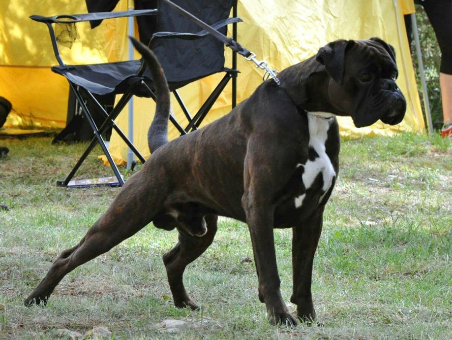 Njemački boxer bokser za parenje German boxer