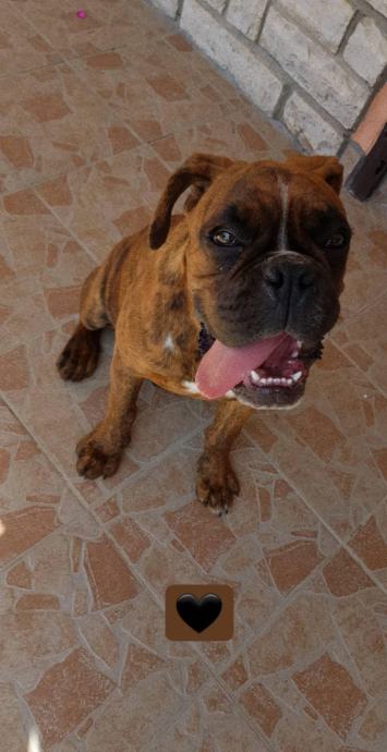 Njemački Boxer (Tigrasti)