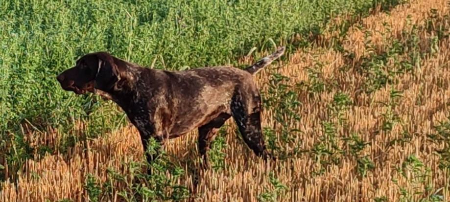 Njemački kratkodlaka ptičar