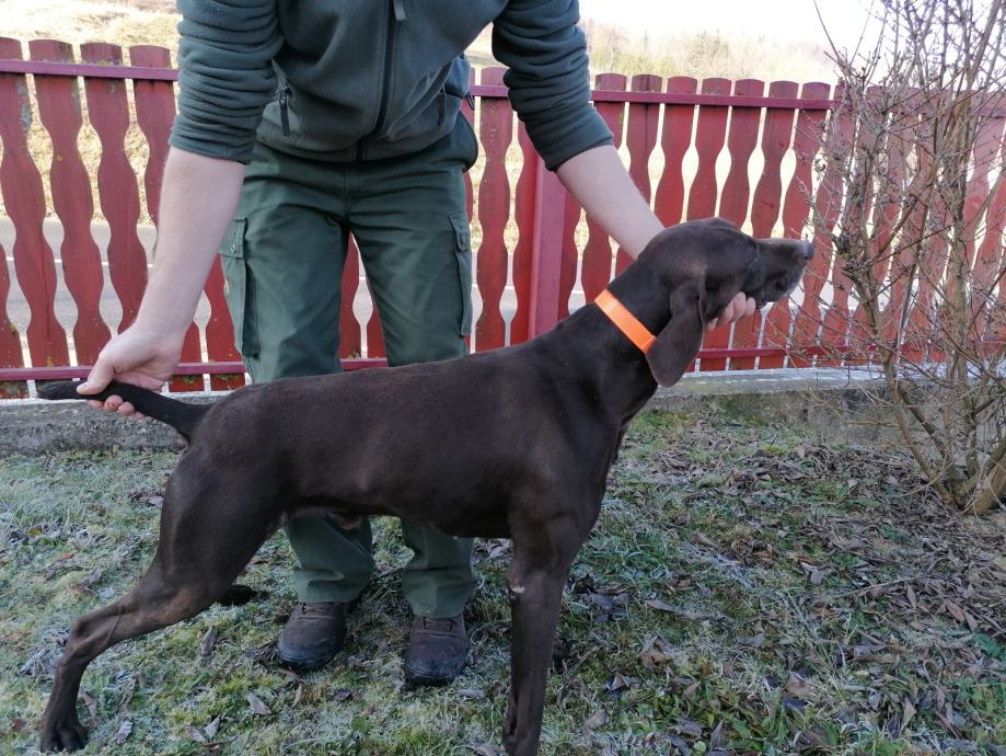Njemački kratkodlaki ptičar parenje