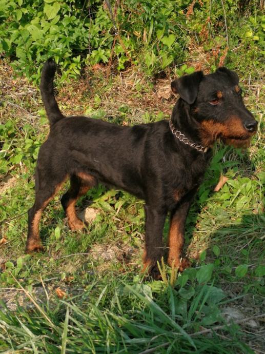 Njemački lovni terijer