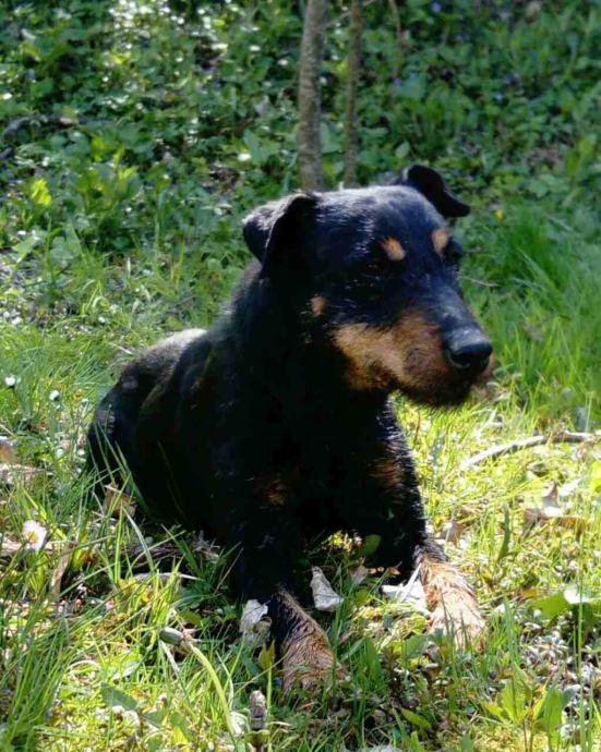 Njemački lovni terijer