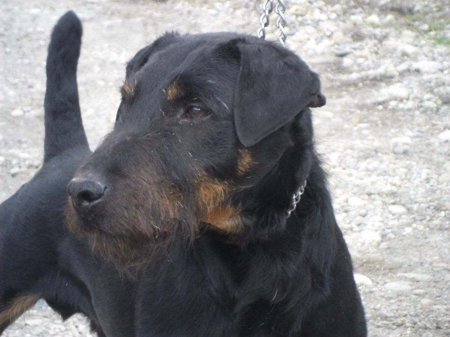 Njemački lovni terijer