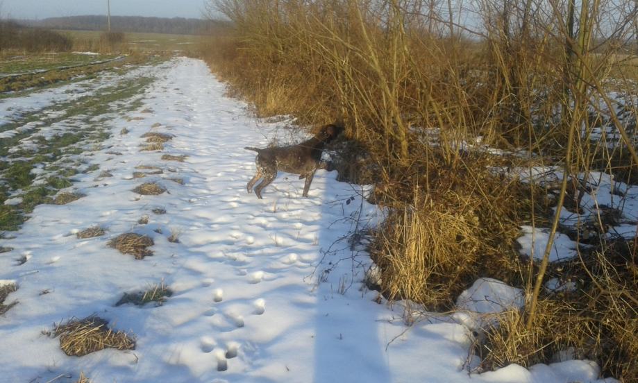 njemački kratkodlaki ptičar