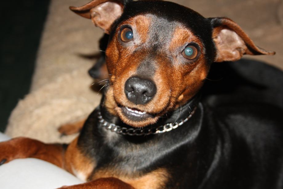 Patuljasti pinč za parenje