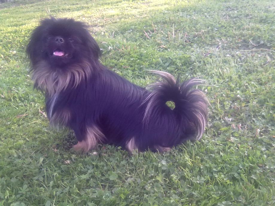 ~Pekinezer za parenje~