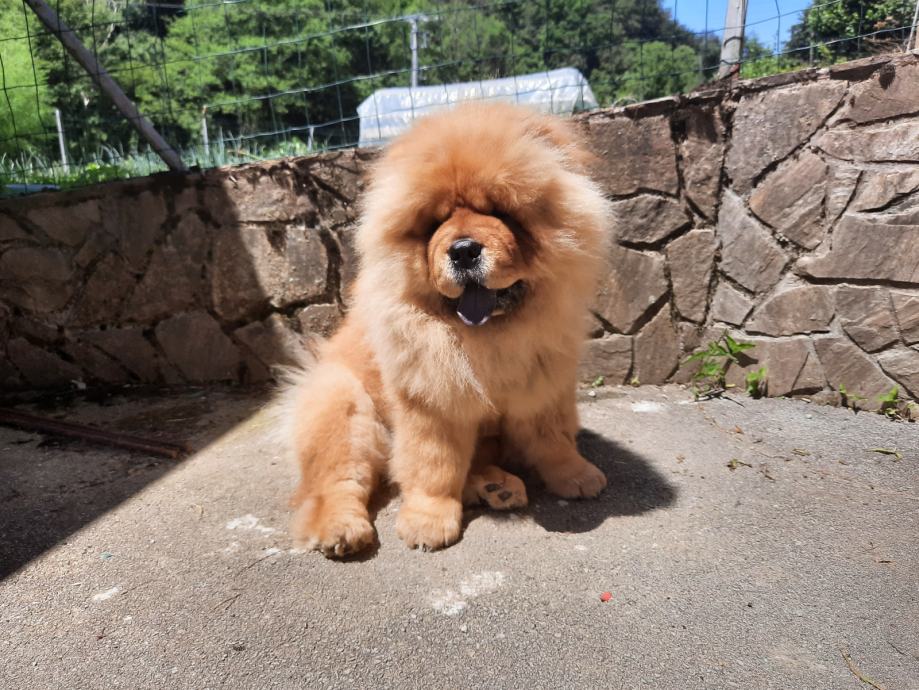 CHOW CHOW BI RAD POSTAL OČKA