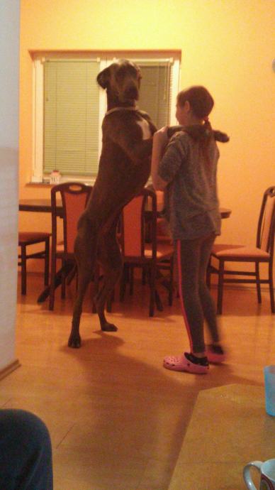 Plava njemacka doga zenka HITNO TRAZI MUZJAKA