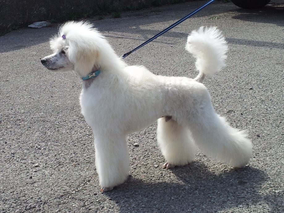 Pudl mali, šampion, spreman za parenje, RIJEKA