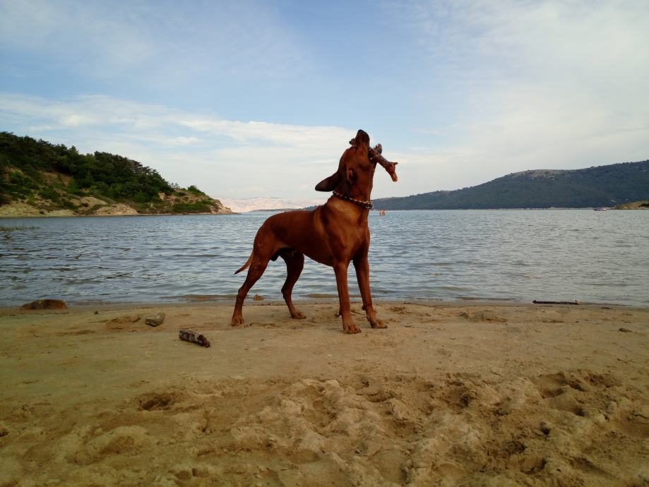 Rhodesian Ridgeback - parenje ; Axel