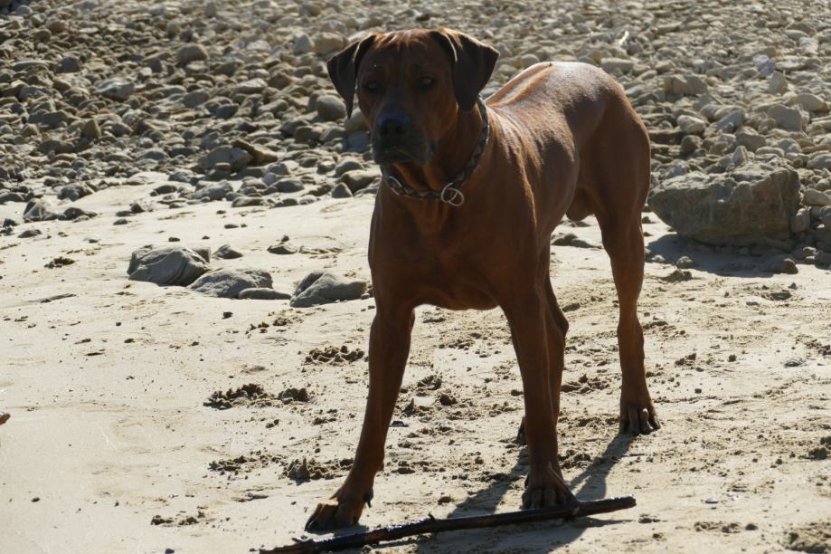 Rhodesian Ridgeback - parenje ; Axel