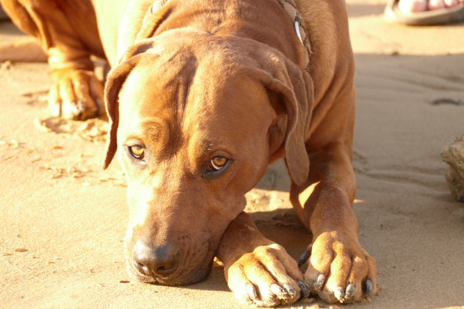 Rhodesian Ridgeback - parenje ; Axel