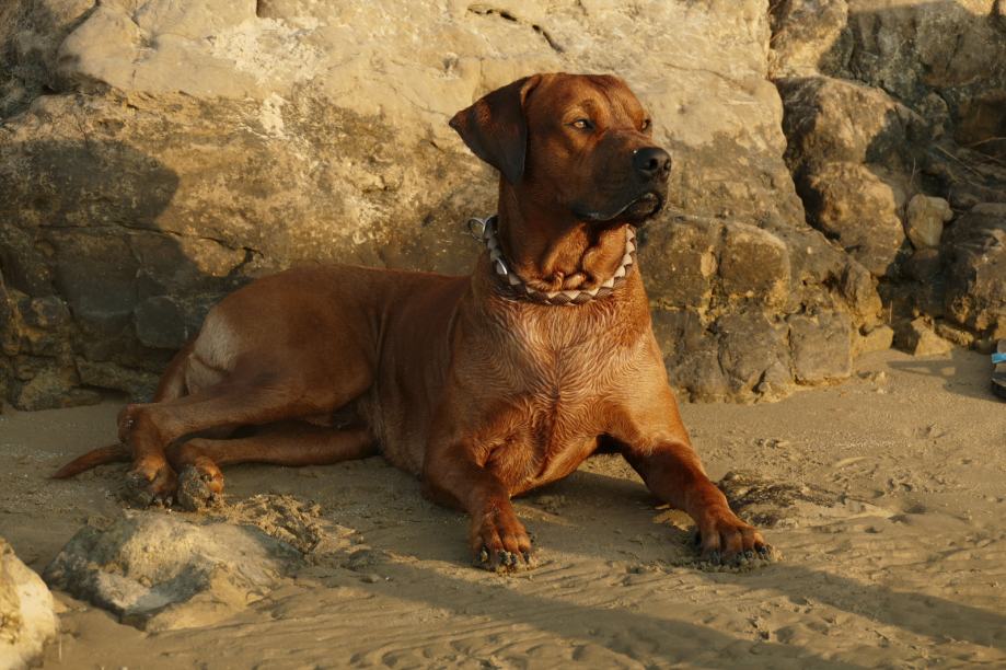 Rhodesian Ridgeback - parenje ; Axel