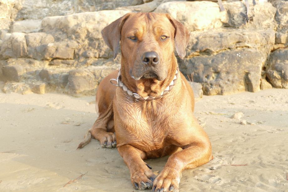 Rhodesian Ridgeback - parenje ; Axel