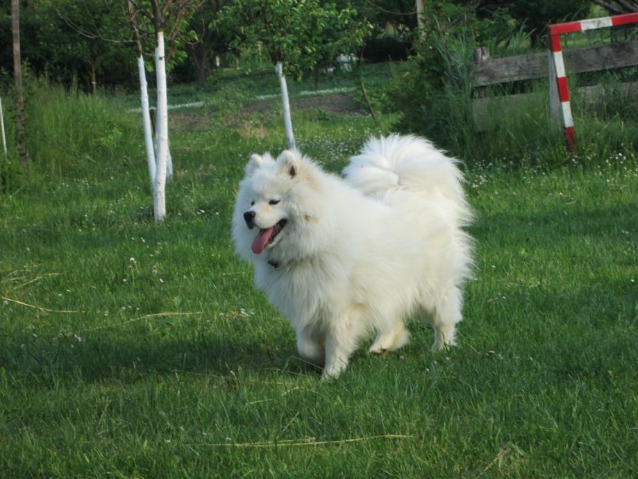 SIBIRSKI SAMOJED ZA PARENJE,POŽEGA