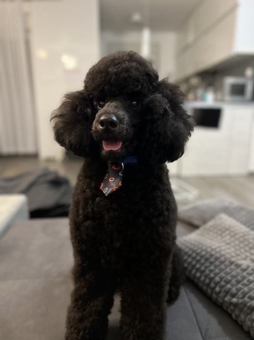 Srednja pudlica za parenje