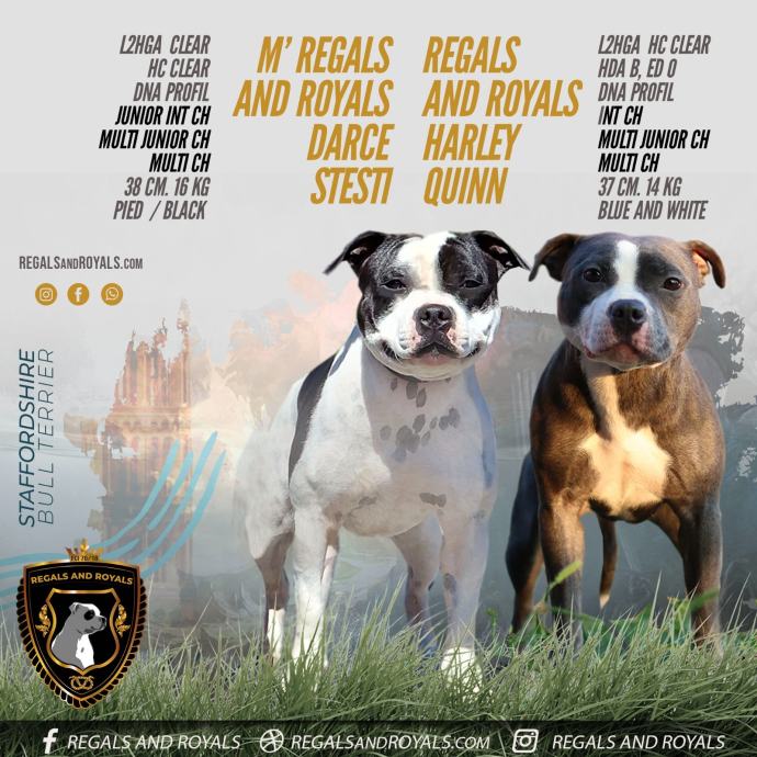 Stafordski Bulterijer / Staffordshire Bullterrier